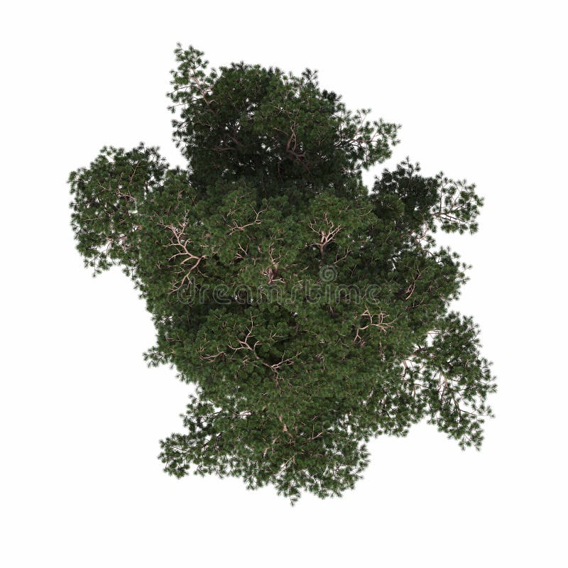 Tree Top View, Isolated on White Background Stock Illustration ... Tree Top View, Isolated on White Background Stock Illustration ...