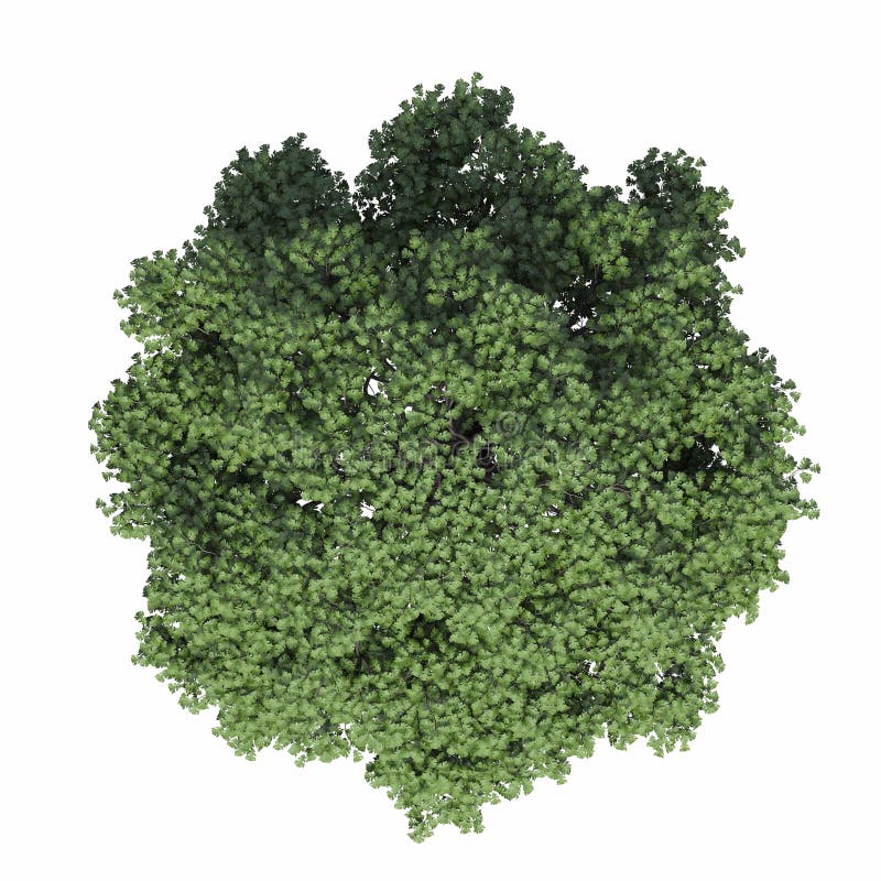 Tree Top View, Isolated on White Background Stock Illustration ...