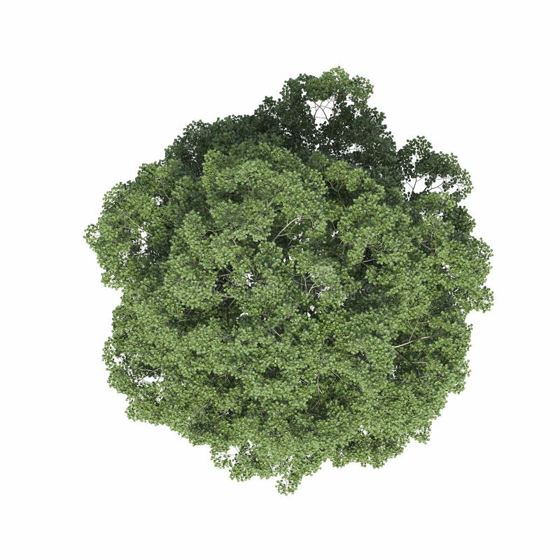 Tree Top View, Isolated on White Background Stock Illustration ...