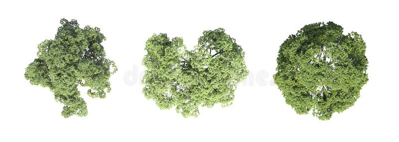 Tree Top View, Isolated on White Background Stock Illustration ...