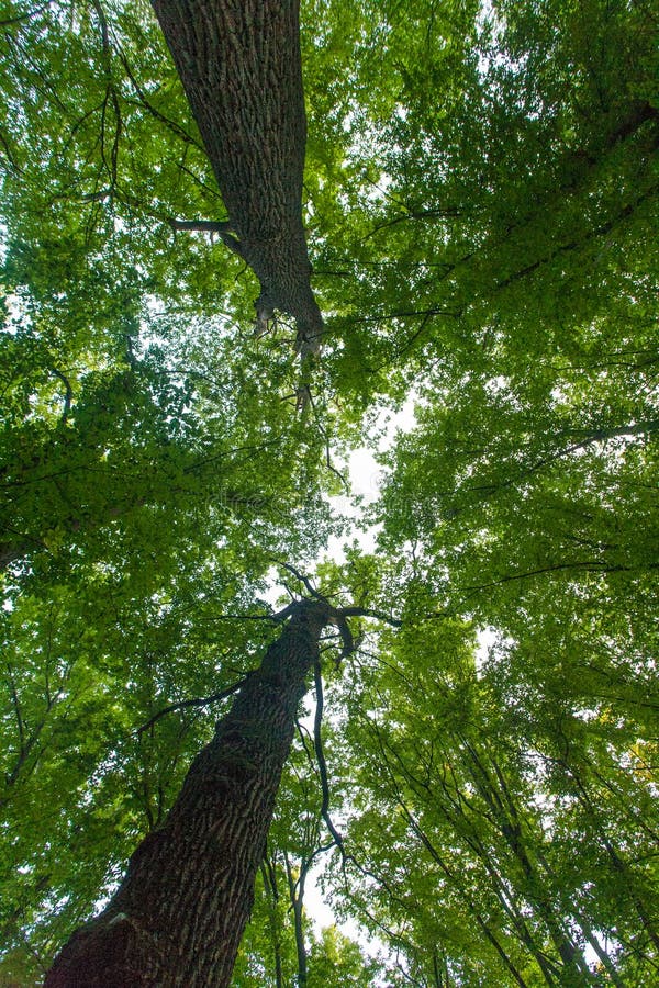 Tree top view. stock image. Image of forestry, foliage - 128402013