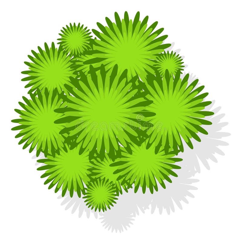 Tree top view. Park plant stock vector. Illustration of landscape ...