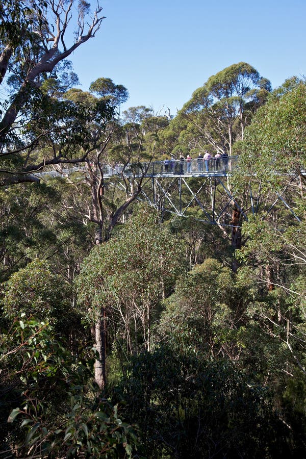 Tree Top Walk stock photo. Image of walking, park, national - 22525644