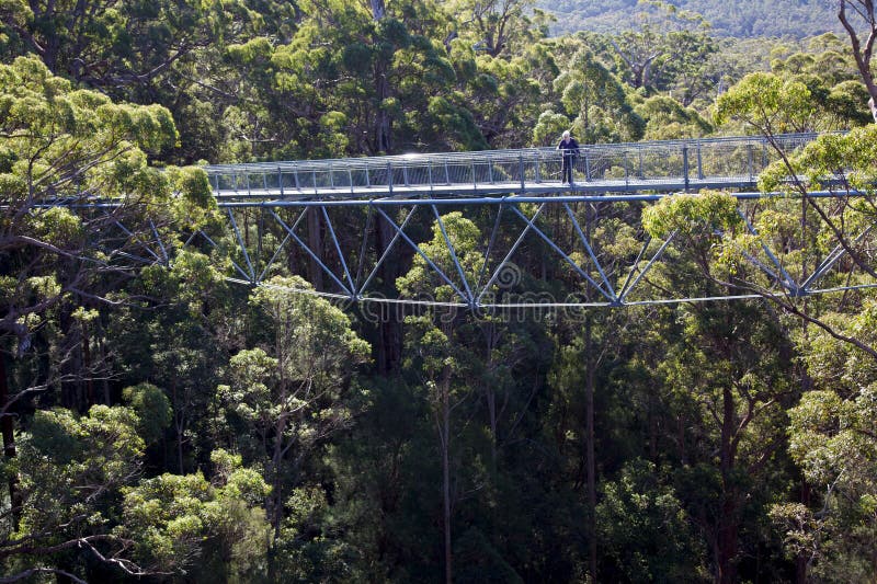 Tree Top Walk stock photo. Image of walking, park, national - 22525644