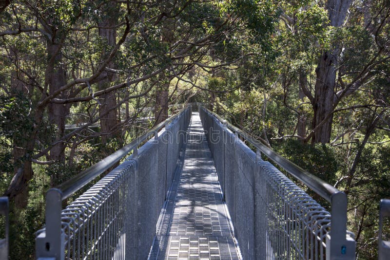 Tree Top Walk Bridge in the Valley of the Giants Stock Image - Image of ...