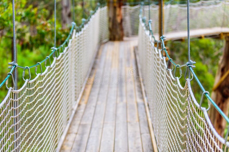 Elevated Tree Top Walk stock image. Image of gangway - 187828983
