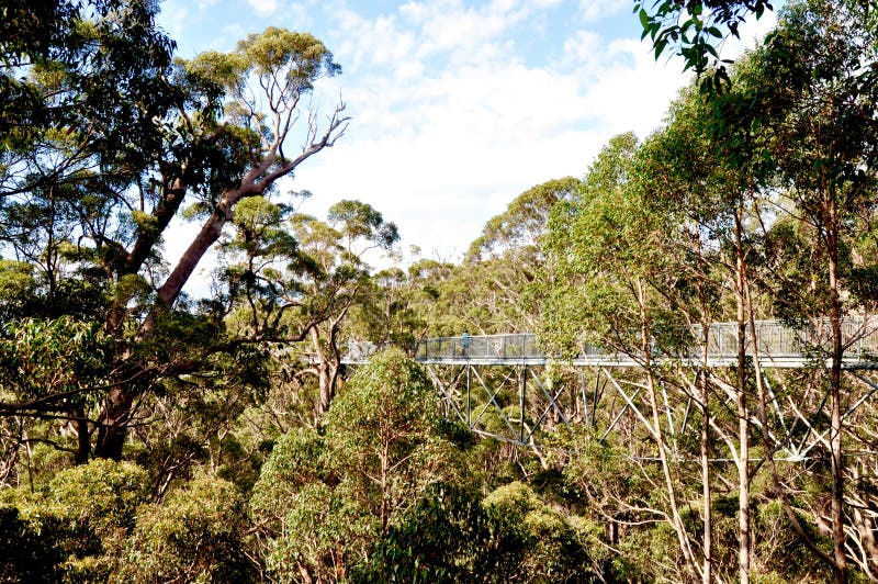Tree Top Walk in the Forest Canopy: Denmark, Western Australia ...