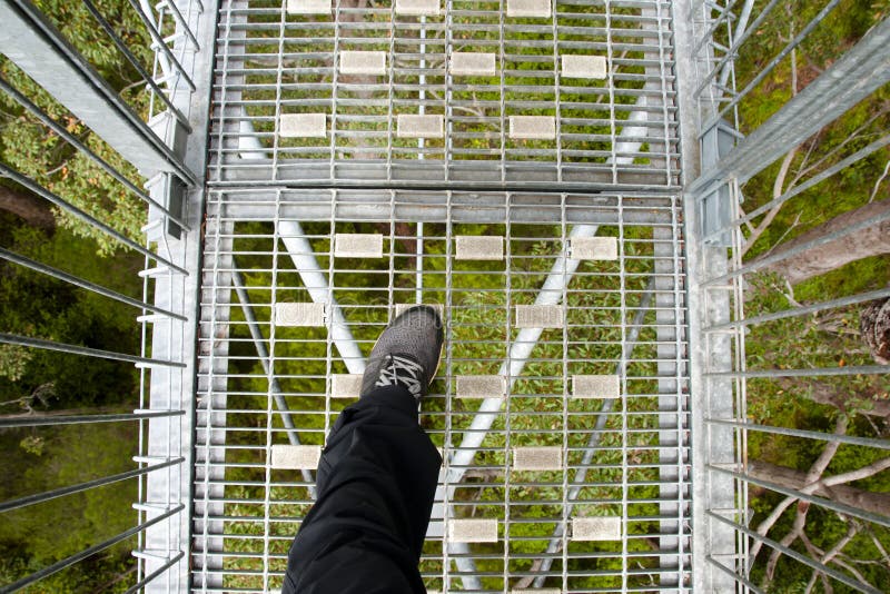 Tree Top Walk stock photo. Image of green, australia - 111756954