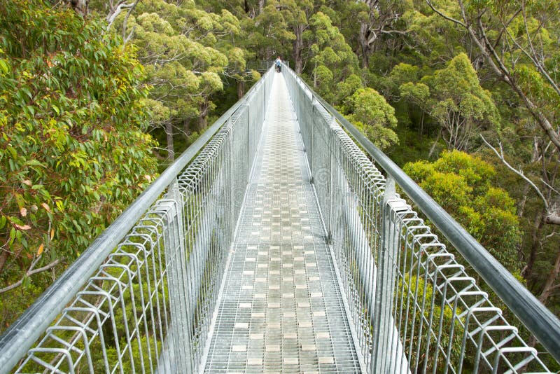Tree Top Walk stock photo. Image of giants, tourist - 111757078
