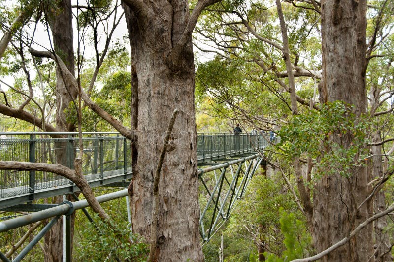 Tree Top Walk stock photo. Image of denmark, australian - 119202186