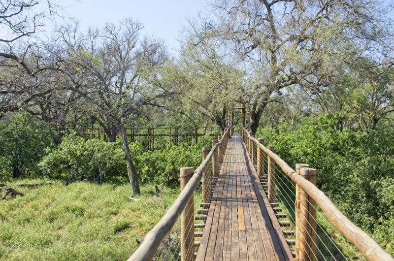 Tree Top Walkway at Mapungubwe National Park Stock Image - Image of ...
