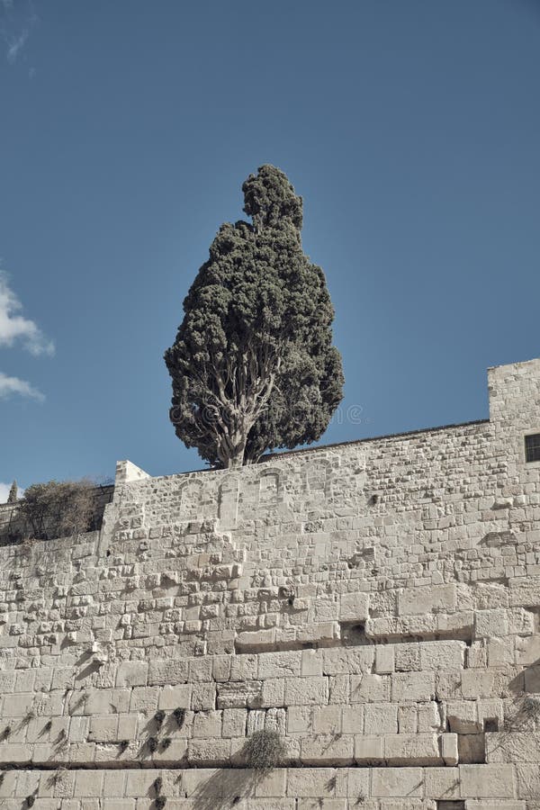 Tree on Top of the Wall - Jerusalem, Israel Stock Image - Image of holy ...