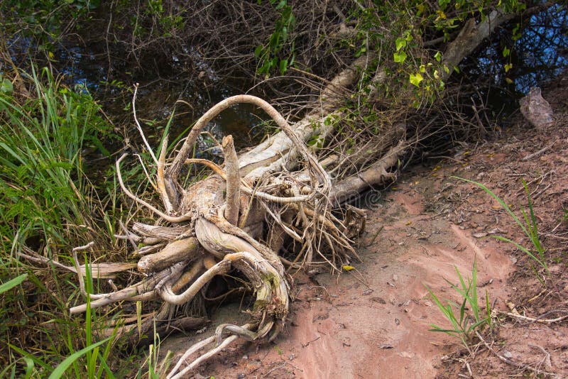 Toppled Tree stock photo. Image of blocked, destruction - 6412294
