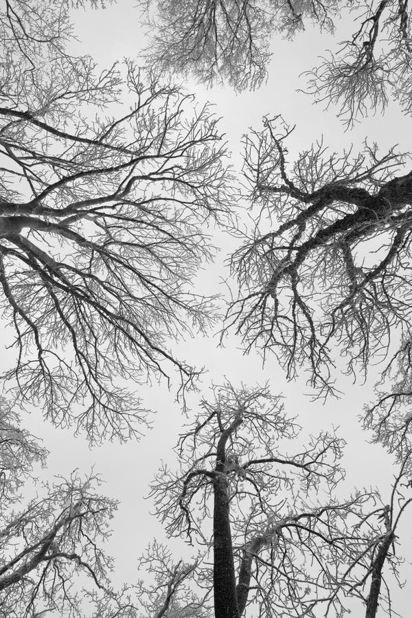 Tree-tops stock photo. Image of mountains, tree, scene - 22997206