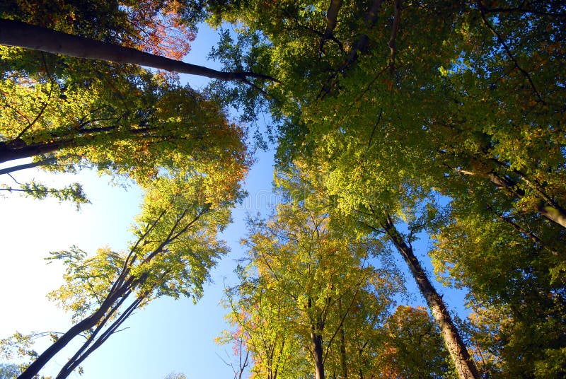 Tree tops stock photo. Image of natural, branche, light - 4010580