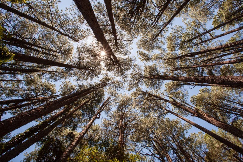 In the tree tops Australia stock image. Image of canopy - 228395085