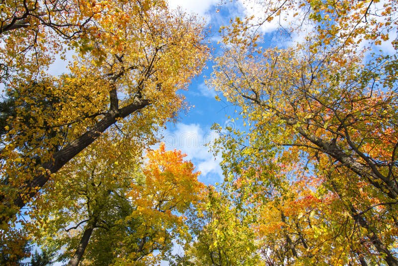 Tree Tops in Autumn Foliage Stock Image - Image of color, plant: 116026071