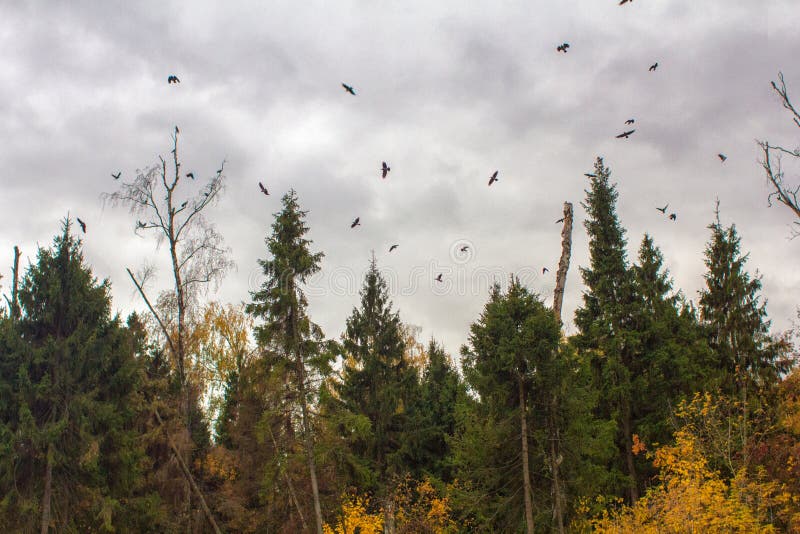 Crows Fly Over the Forest Looking for Prey Stock Photo - Image of ...