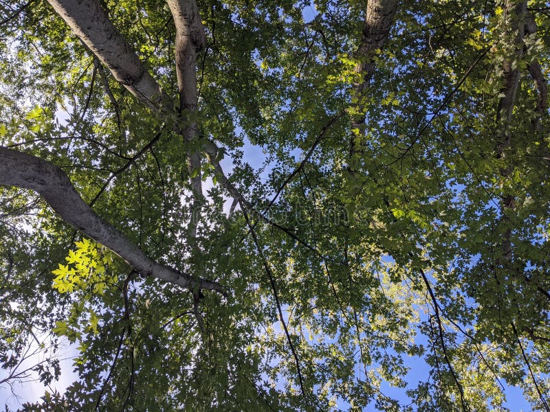 Tree Tops from Below in the Woods Stock Photo - Image of environment ...