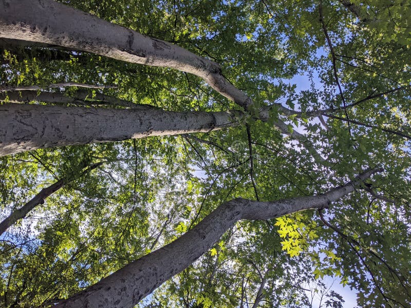 Tree Tops from Below in the Woods Stock Photo - Image of season, view ...