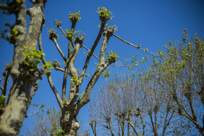 Tree s top branches stock photo. Image of pattern, natural - 320024624