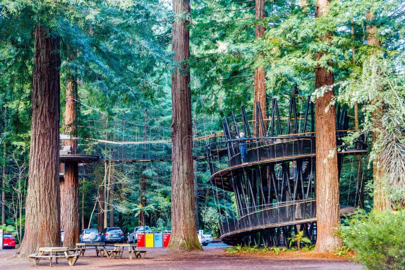 Tree tops canopy walkway editorial image. Image of experience - 127205645