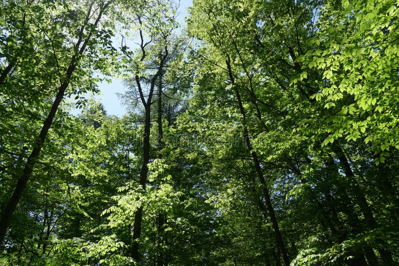 Tree Tops in a Deciduous Forest Stock Photo - Image of forest, tops ...