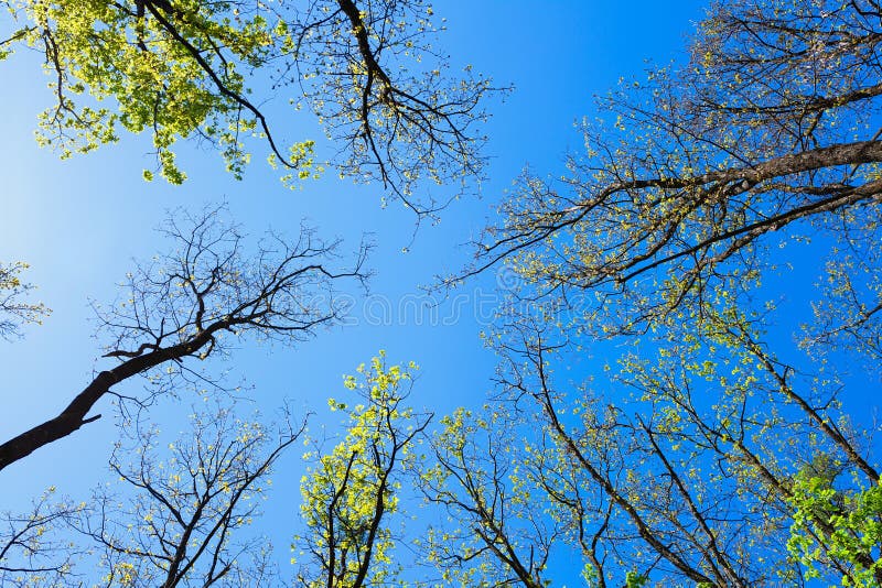 Tree Tops Directly Above with Fresh Green Leaves Stock Photo - Image of ...