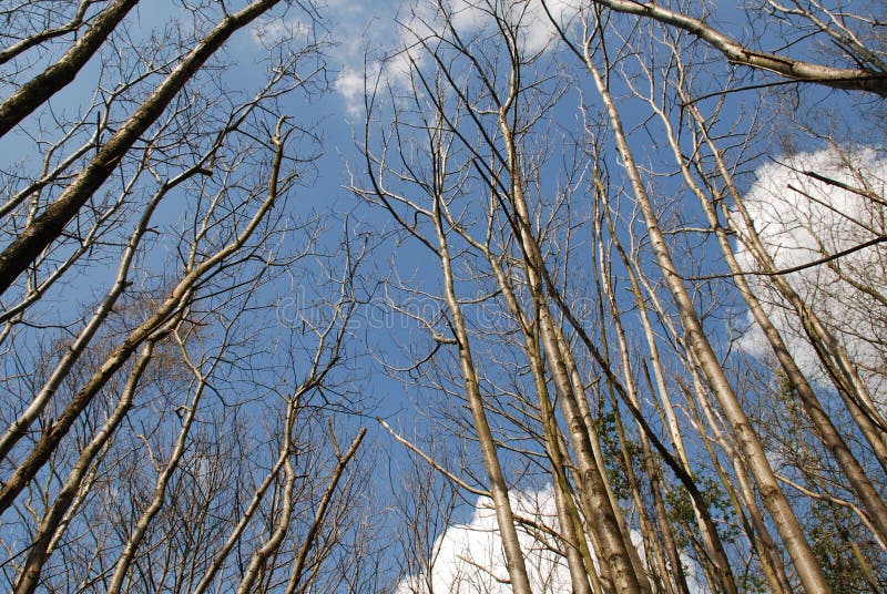 Tree tops, England stock image. Image of kent, tops, countryside - 11997109
