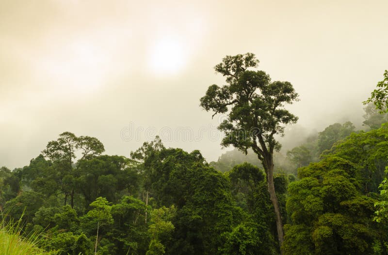 Tree tops and fog stock photo. Image of natural, landscape - 56688710
