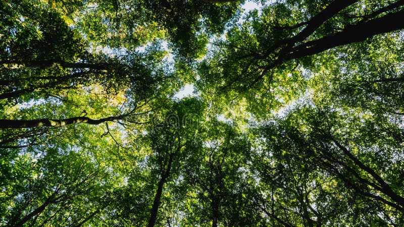Tree tops in forest stock photo. Image of light, high - 149949834