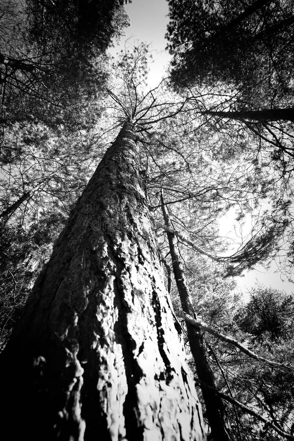 Tree tops in the forest stock photo. Image of seasonal - 39352764