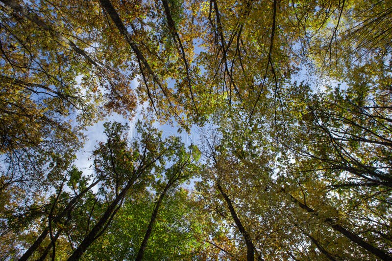 Tree Tops in the Forest Against the Sky Stock Photo - Image of forest ...