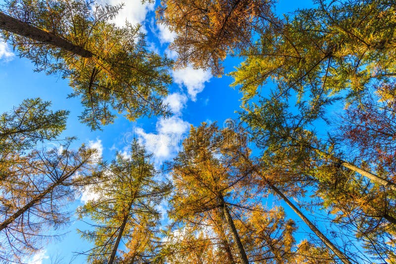 Tree Tops in a Forest in Autumn Stock Image - Image of blue, november ...