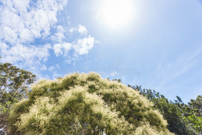 Tree tops of a forest stock image. Image of plants, plant - 67222037