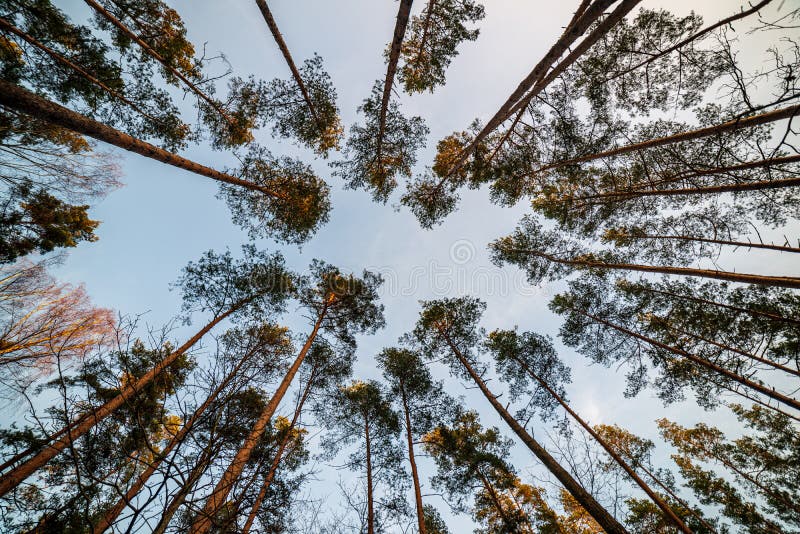 Tree Tops in Forest Growing To the Blue Sky Stock Image - Image of tops ...