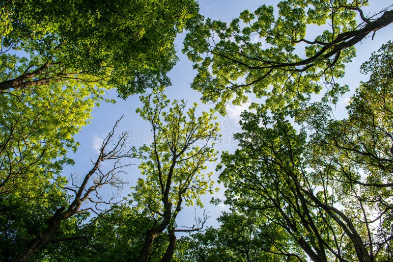 Tree Tops in Forest Growing To the Blue Sky Stock Photo - Image of ...