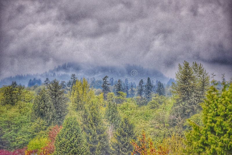Forest in a rain storm stock image. Image of stormy - 128909319