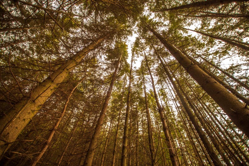 Forest tree tops stock image. Image of environment, tops - 16996723