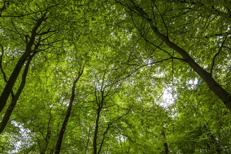 Tree Tops - Forest Trees Leaves Stock Photo - Image of branch, abstract ...