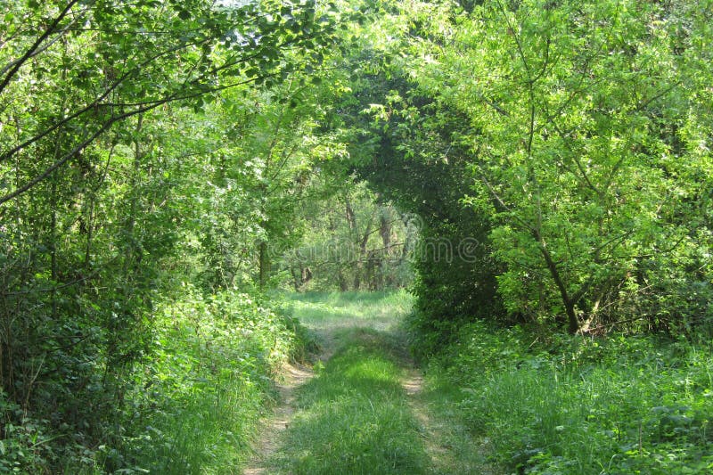 Tree Tops Forming an Arch stock photo. Image of passes - 250789602
