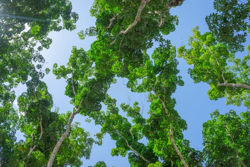 Tree Tops with Green Leaves and Blue Sky Stock Image - Image of canopy ...