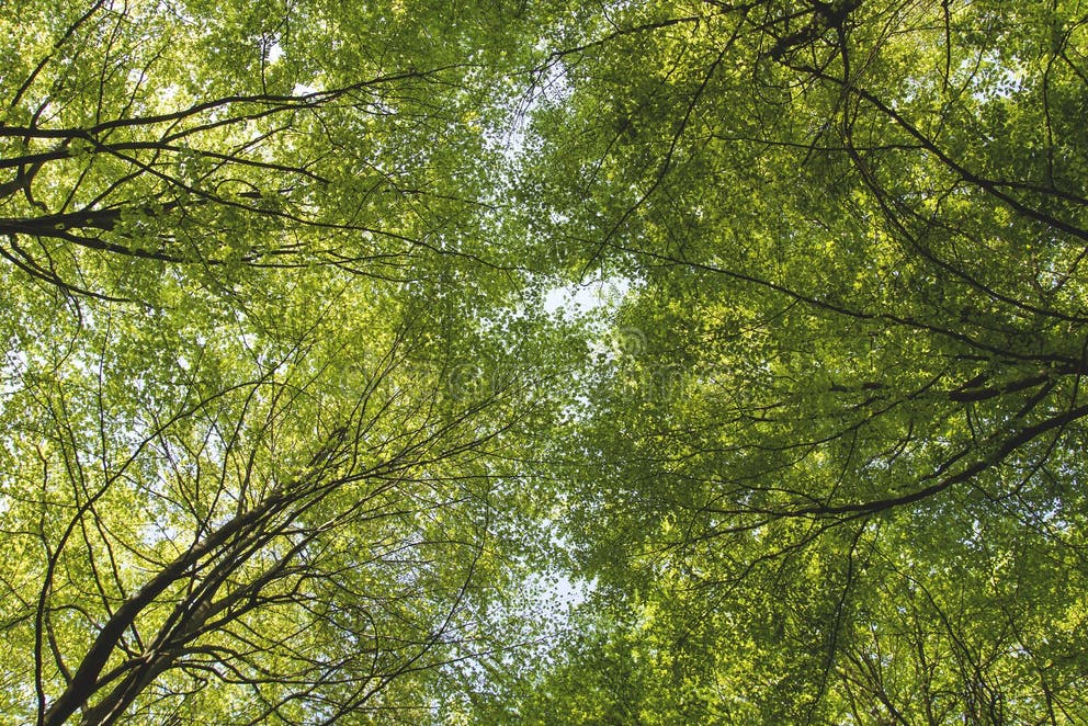 Tree tops stock photo. Image of environment, sustainability - 86722848