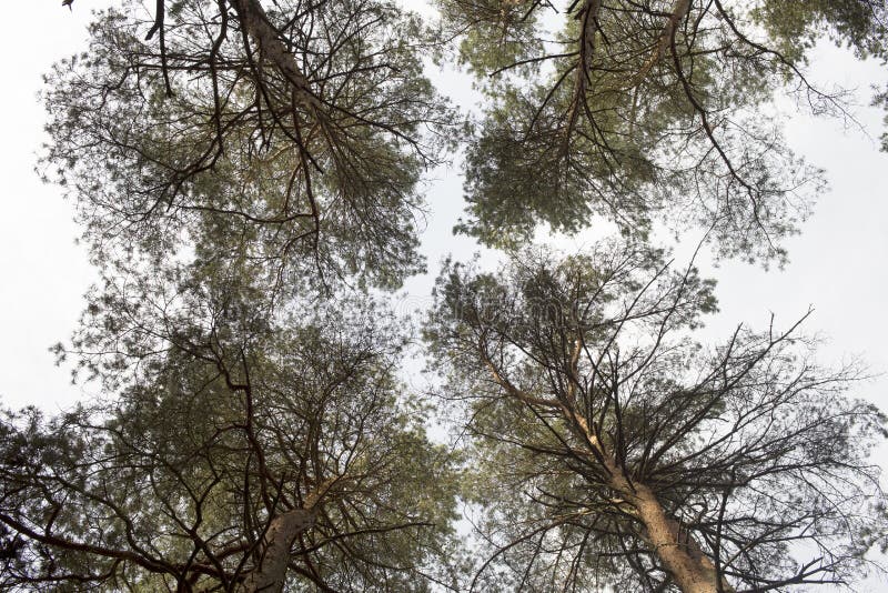 Tree tops stock image. Image of tops, light, plant, outside - 42433663