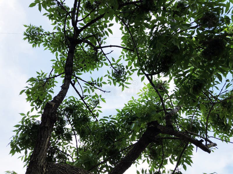 Tree Tops are Illuminated by the Sun. Summer Time Tree Stock Image ...