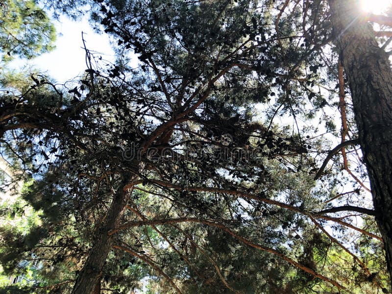 Tree Tops are Illuminated by the Sun. Summer Time Tree Stock Photo ...