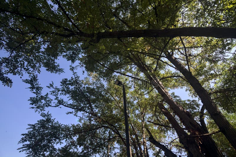 Tree Tops Lit at Sunset on a Clear Sky Stock Photo - Image of scene ...