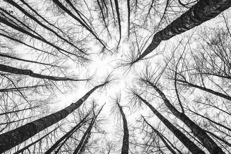 229 Perspective Tree Looking Up Bottom Stock Photos - Free & Royalty ...