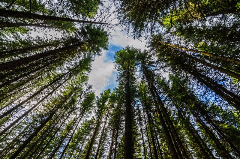Old Tree Tops with Thick Leaves Stock Image - Image of leaves, food ...