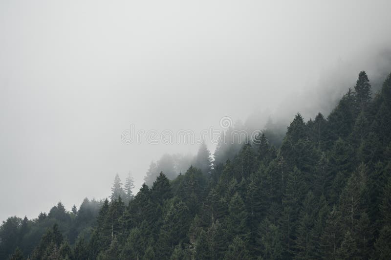Tree Tops in Morning Mist on a Hillside Stock Photo - Image of cloud ...